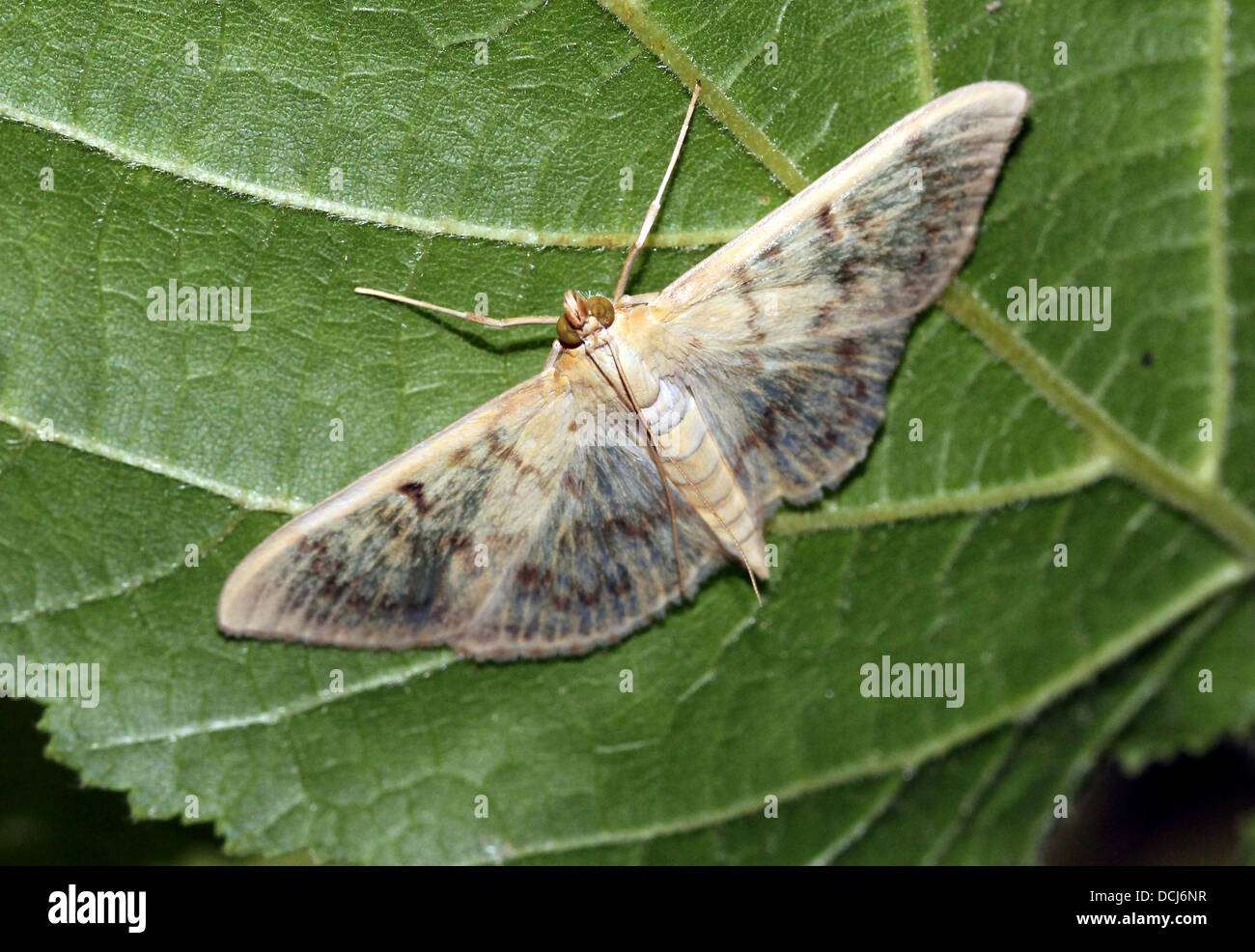 Close-up of the Mother of Pearl Moth (Pleuroptya ruralis Stock Photo ...
