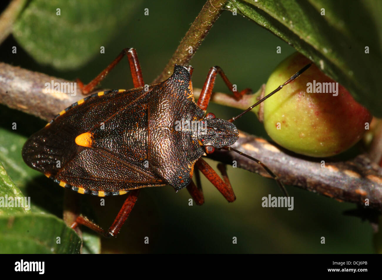 Boswants hi-res stock photography and images - Alamy