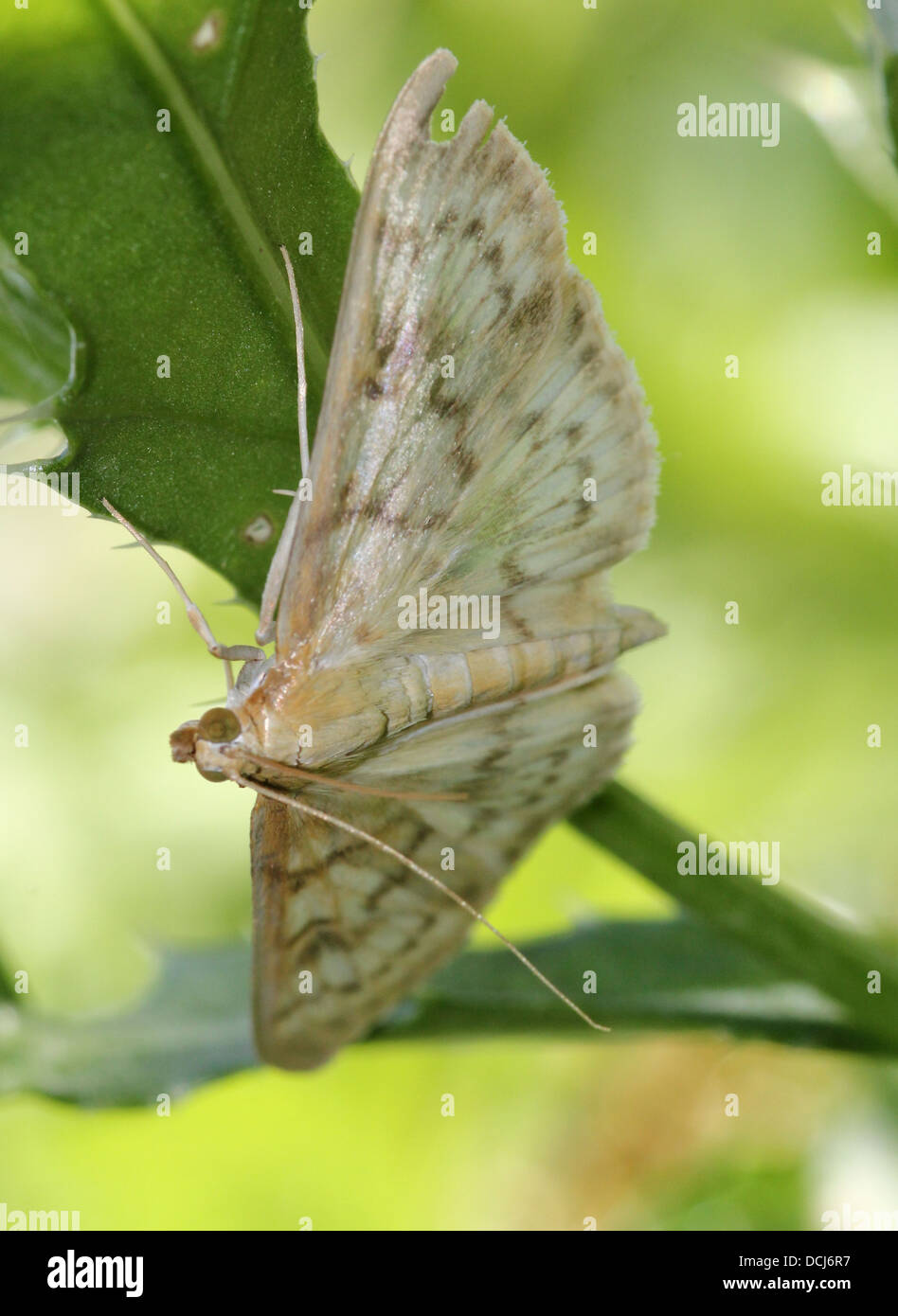 Close-up of the Mother of Pearl Moth (Pleuroptya ruralis Stock Photo ...