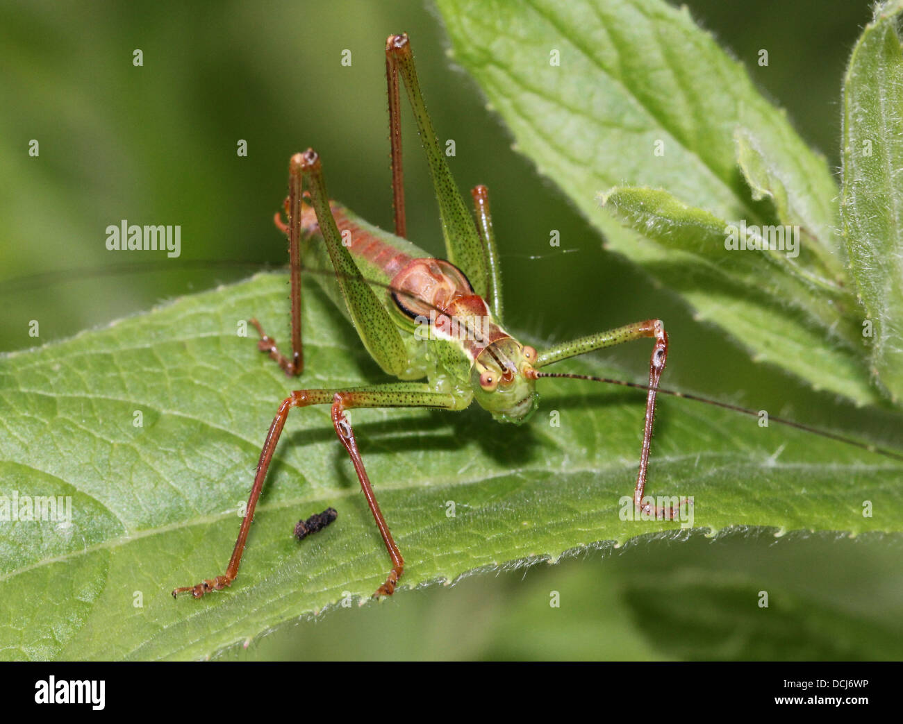 Cricket male insect wings hi-res stock photography and images - Alamy