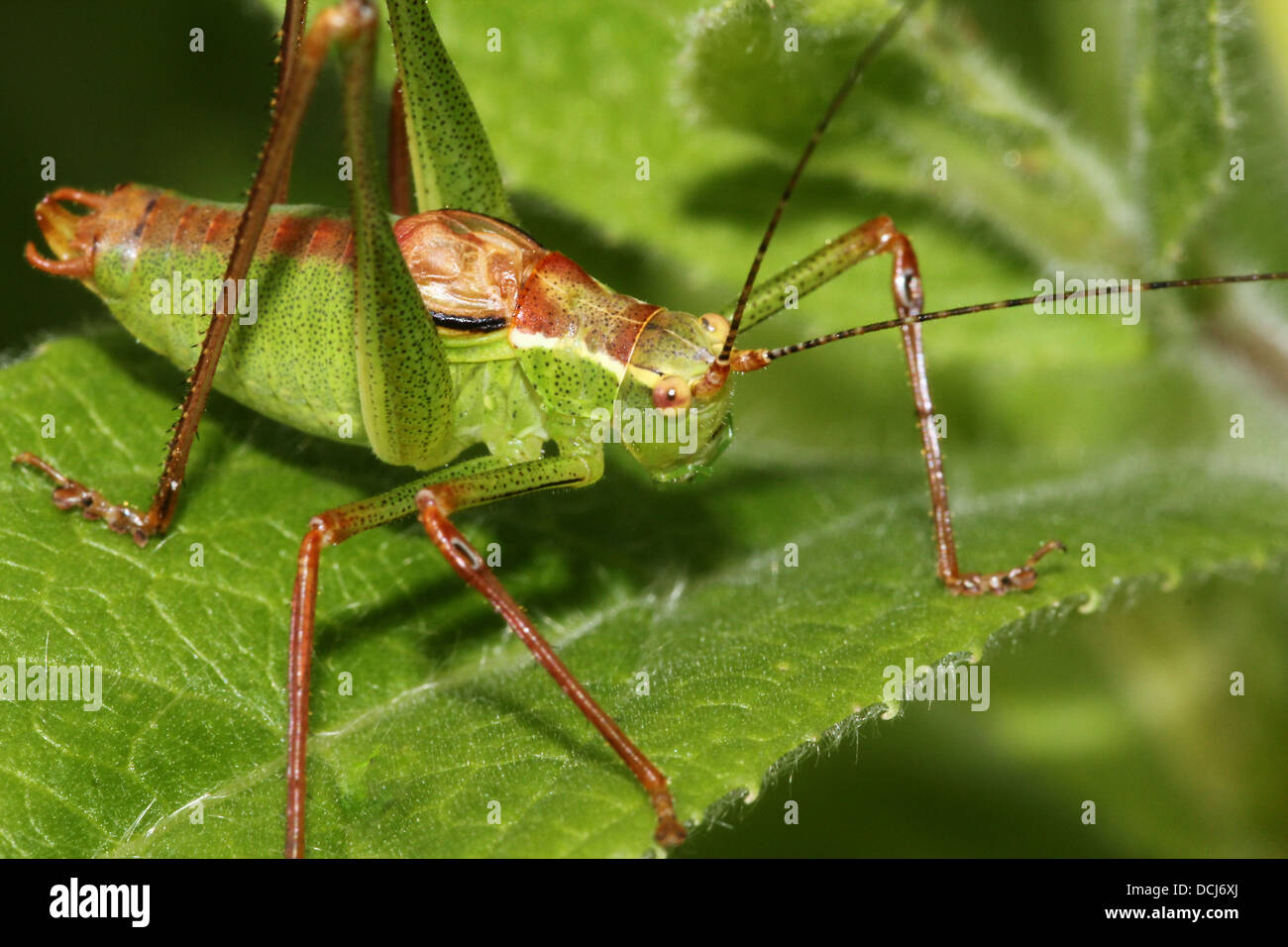 Crickets wing hi-res stock photography and images - Alamy