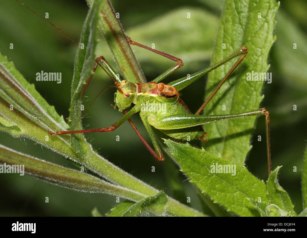 Cricket male insect wings hi-res stock photography and images - Alamy
