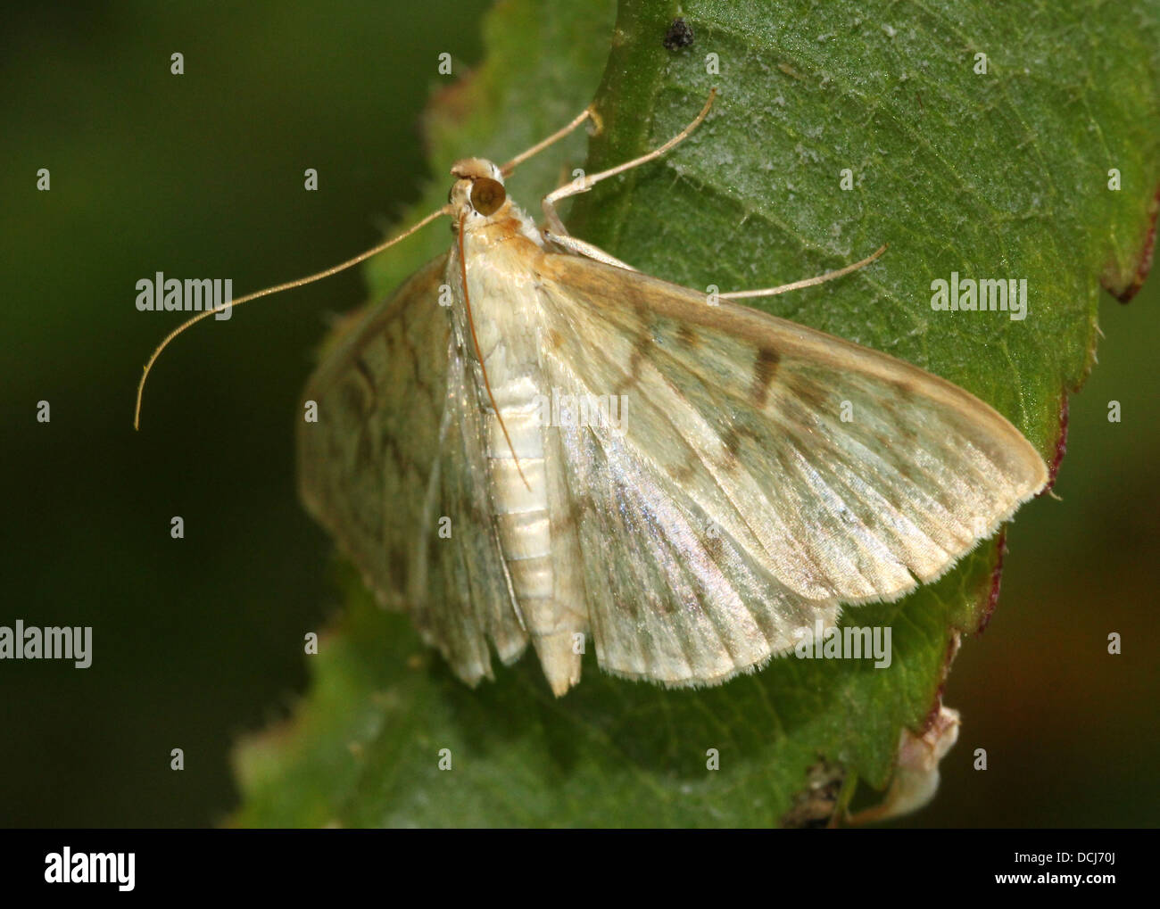 Close-up of the Mother of Pearl Moth (Pleuroptya ruralis Stock Photo ...