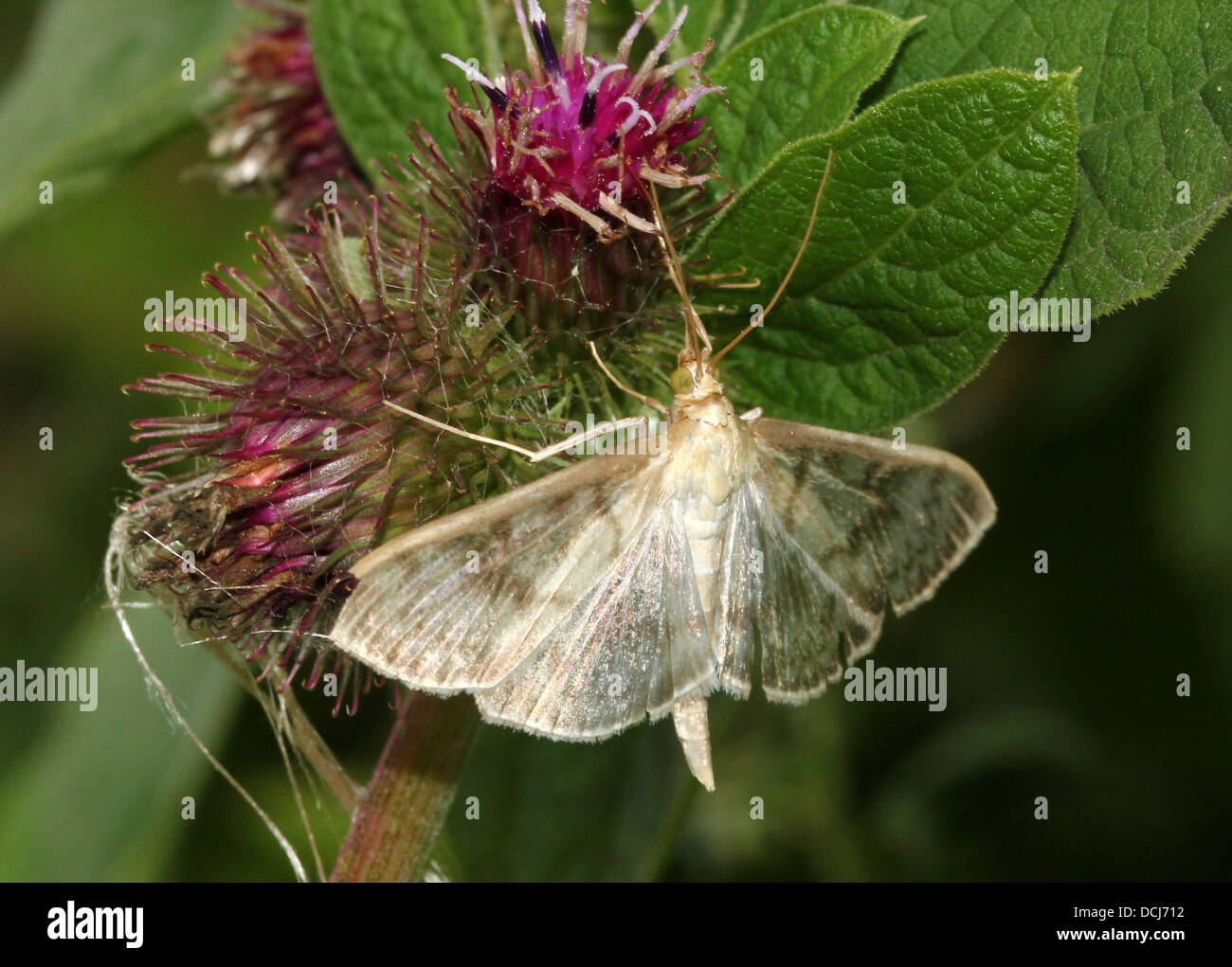Close-up of the Mother of Pearl Moth (Pleuroptya ruralis Stock Photo ...