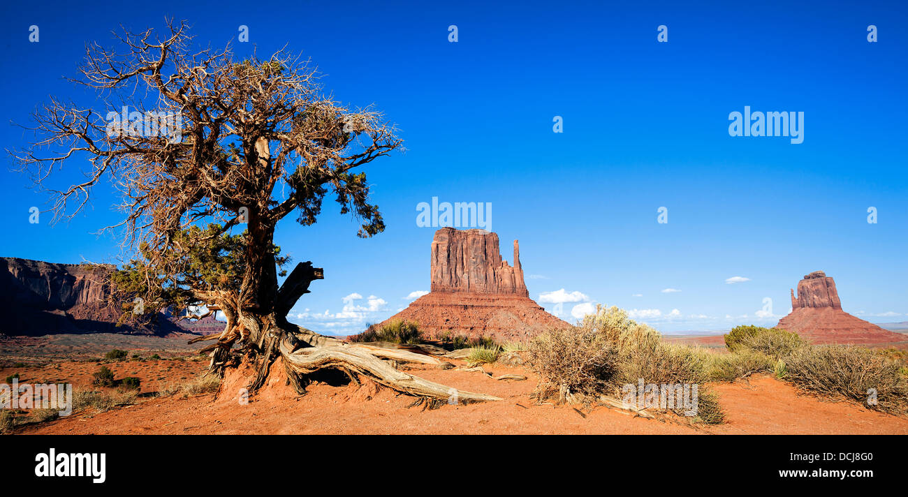 View monument valley tree hi-res stock photography and images - Alamy