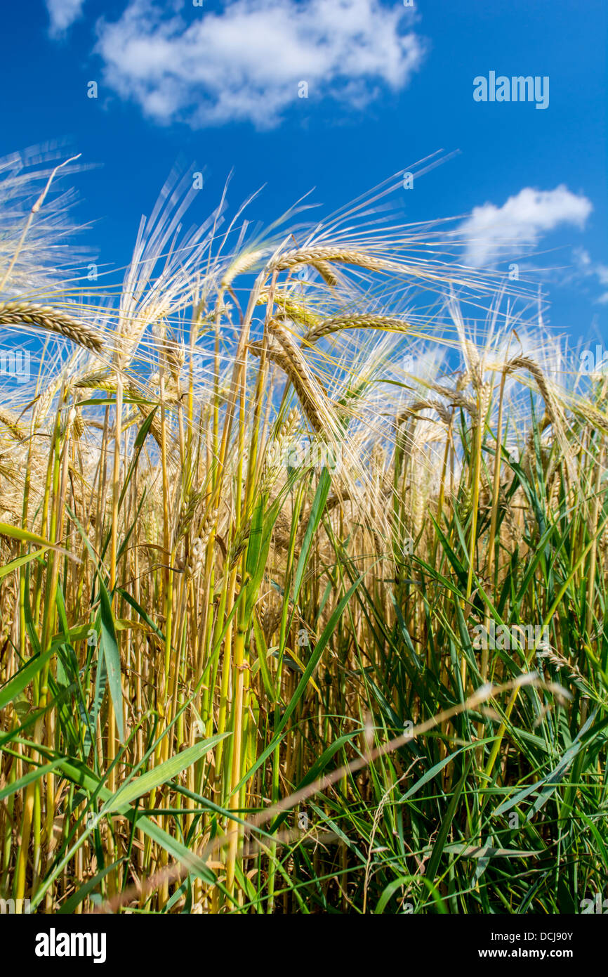 Ripe field crops hi-res stock photography and images - Alamy
