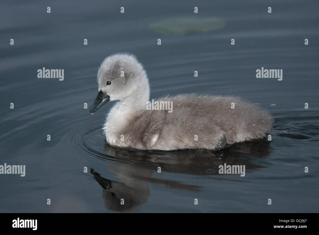 Swan folklore hi-res stock photography and images - Alamy