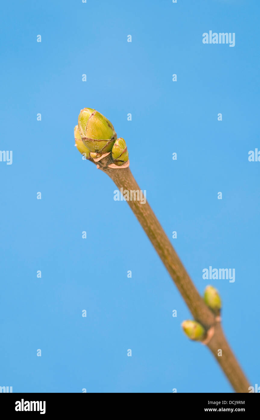 Plane tree buds (platanus Stock Photo - Alamy