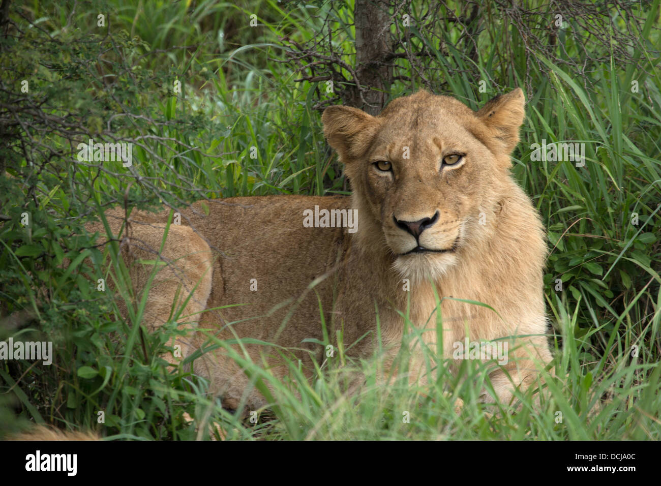 A young lion resting in the shade Stock Photo - Alamy