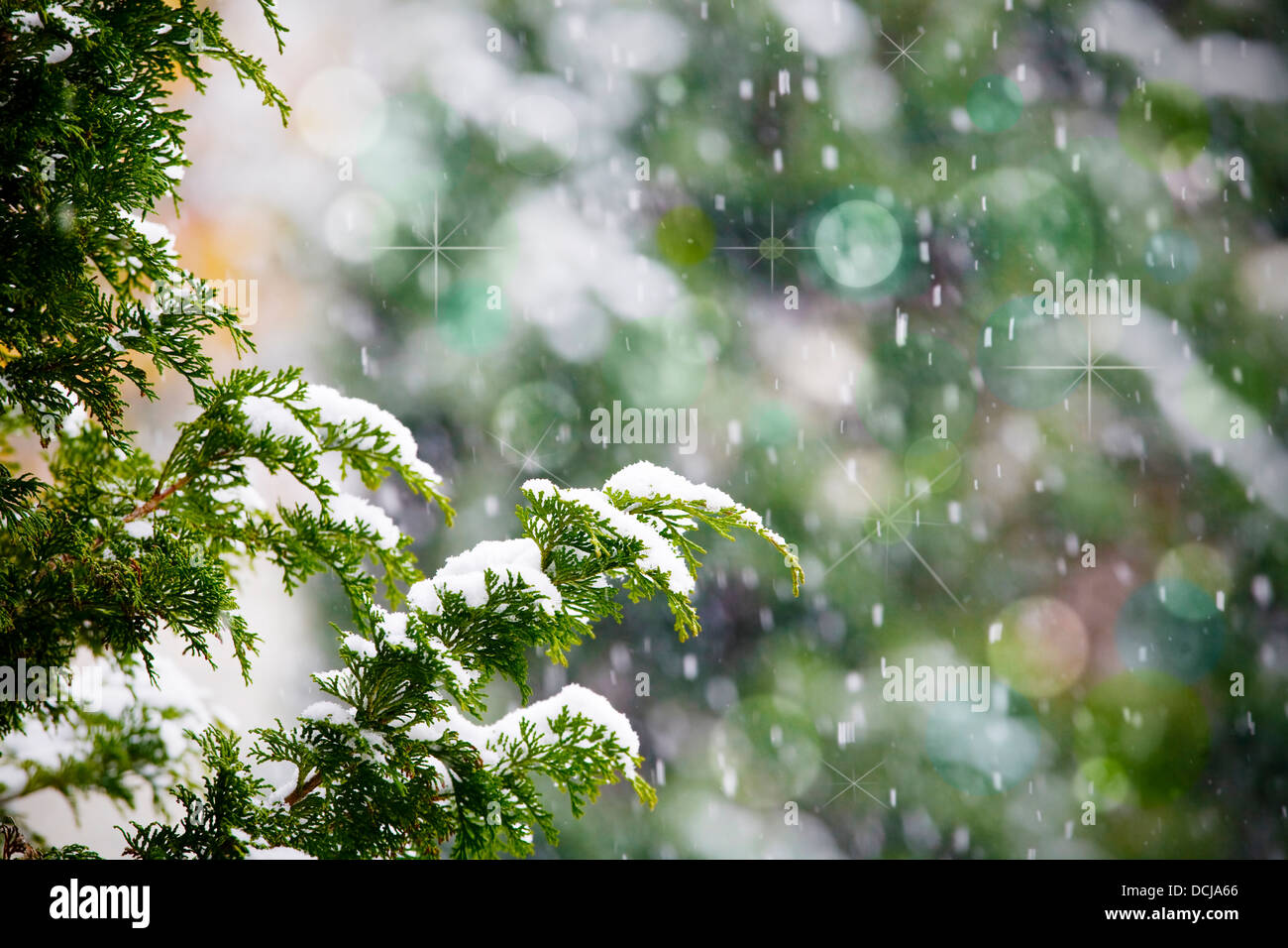 Fresh snow falling on cedar pine tree branches Stock Photo - Alamy