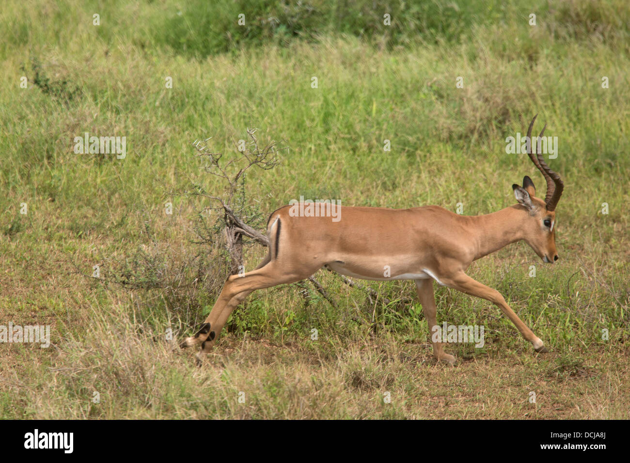 a male impalas running Stock Photo - Alamy