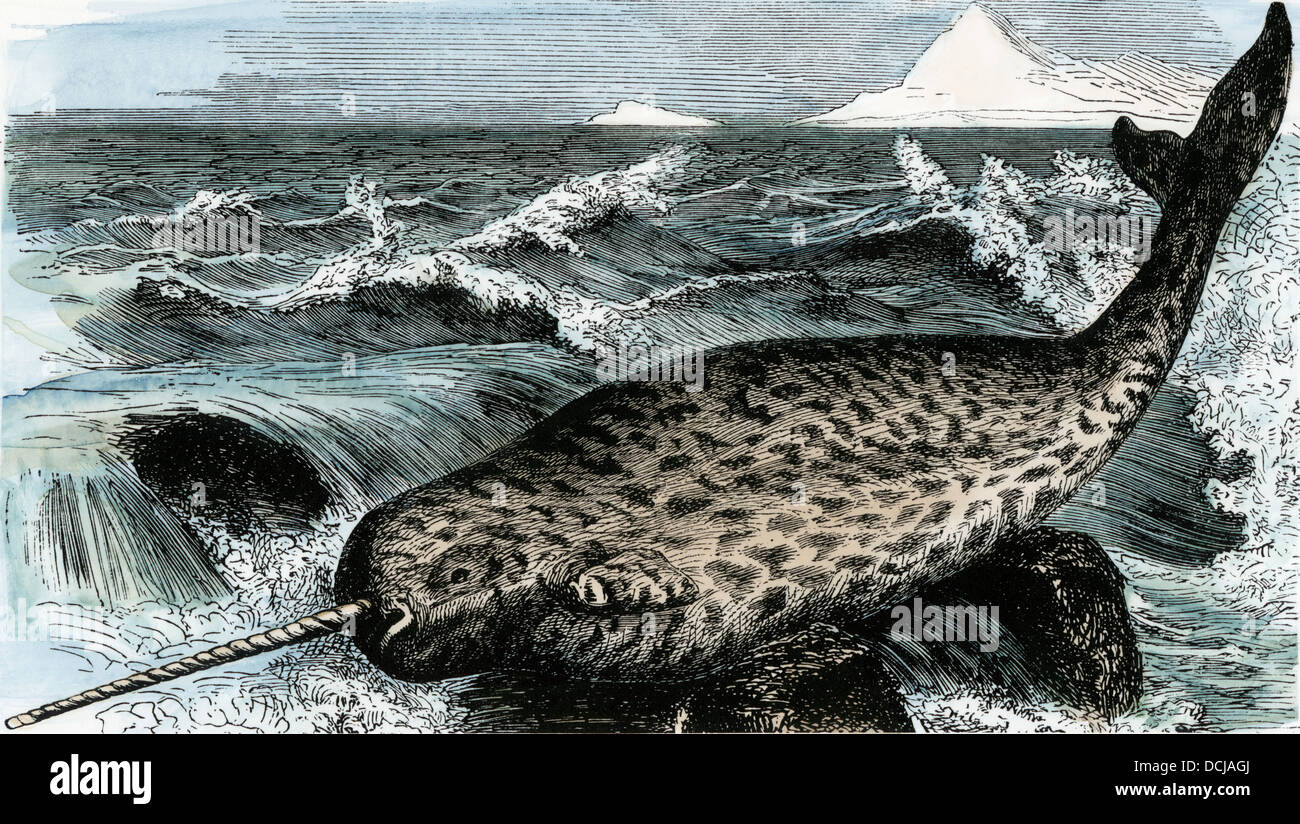 Male narwhal with ivory tusk beached on rocks, North Atlantic. Hand ...