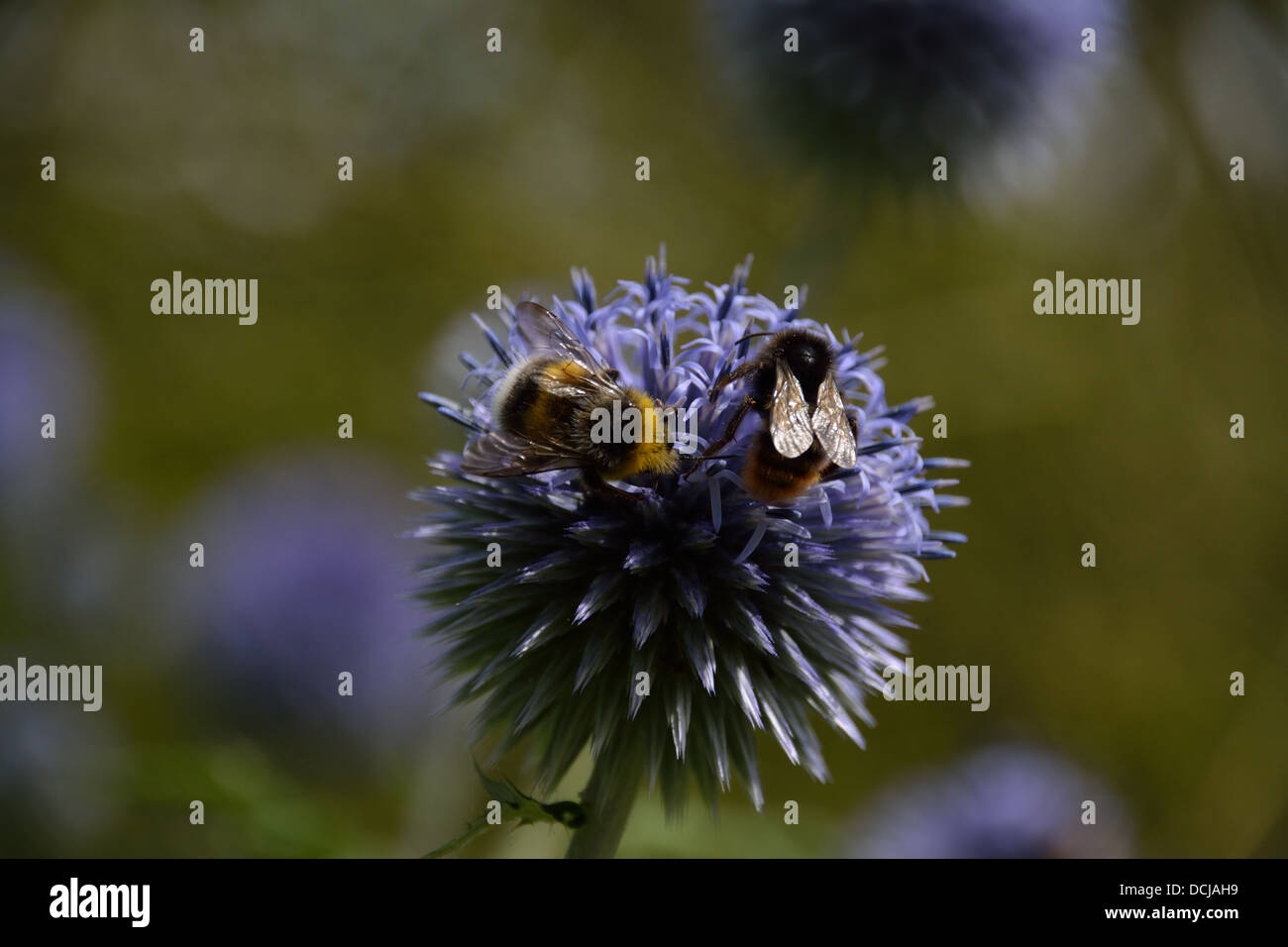 Two different types of bees feeding on a thistle flower in the Beth ...