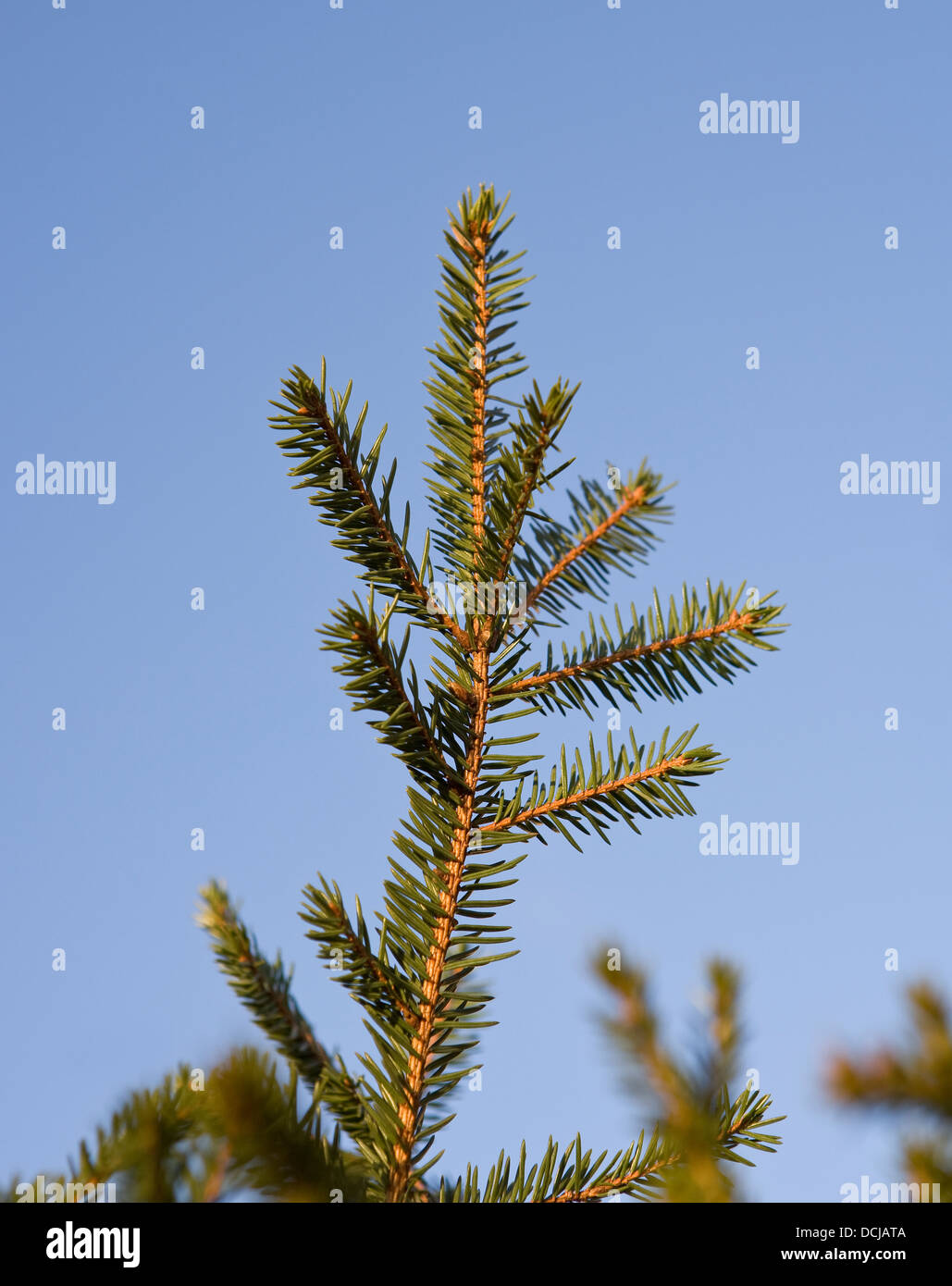 Closeup on a spruce Stock Photo - Alamy