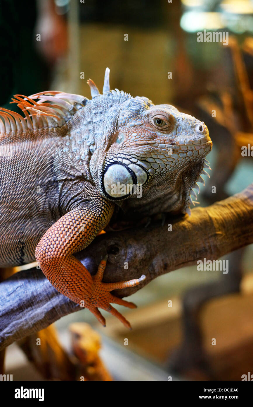 Deadly varan hi-res stock photography and images - Alamy