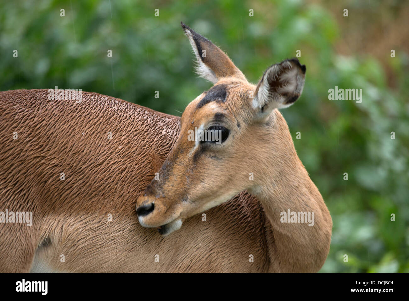 An female impala antelope cleaning her fur after a rain Stock Photo - Alamy