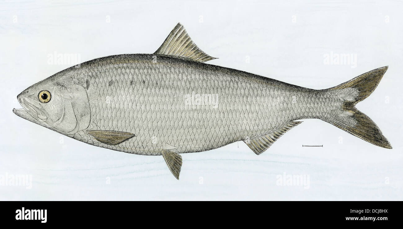 Shad (male) specimen caught at Norfolk, Virginia, 1880s. Hand-colored ...