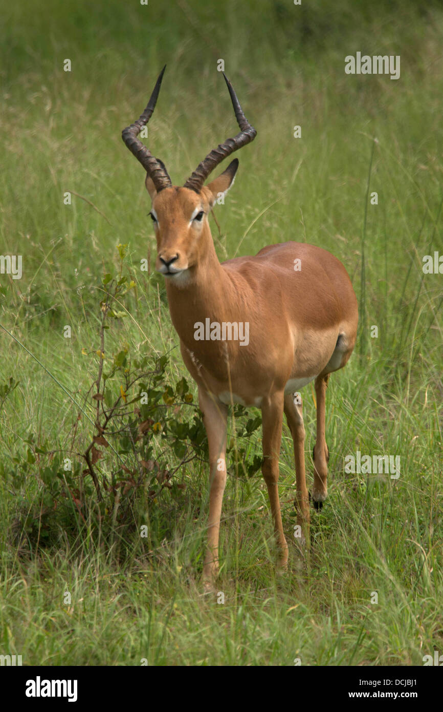 Common impala hi-res stock photography and images - Alamy