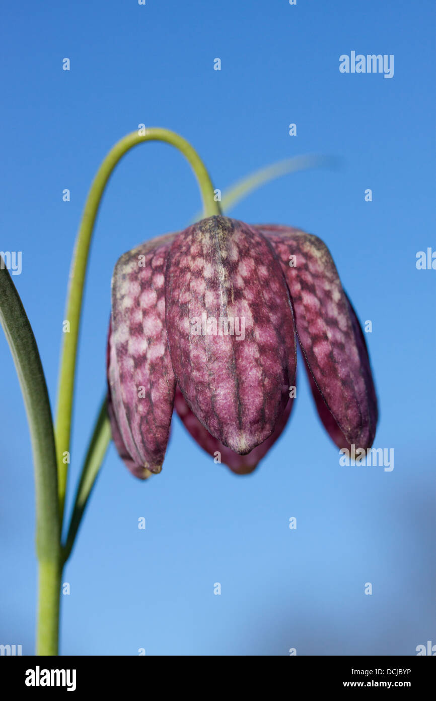 Snakehead fritillary hi-res stock photography and images - Alamy