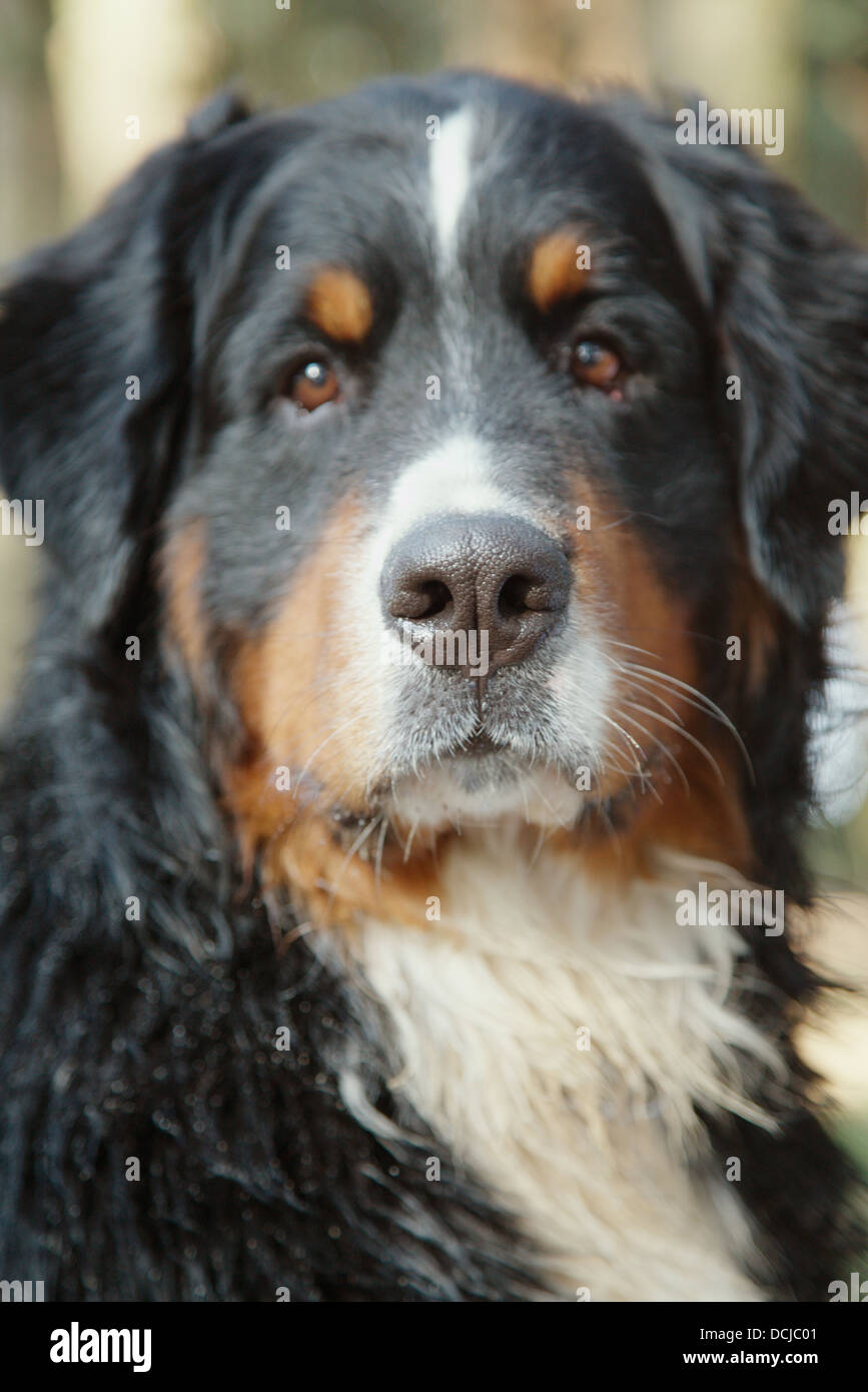 Bernese Hound High Resolution Stock Photography and Images - Alamy