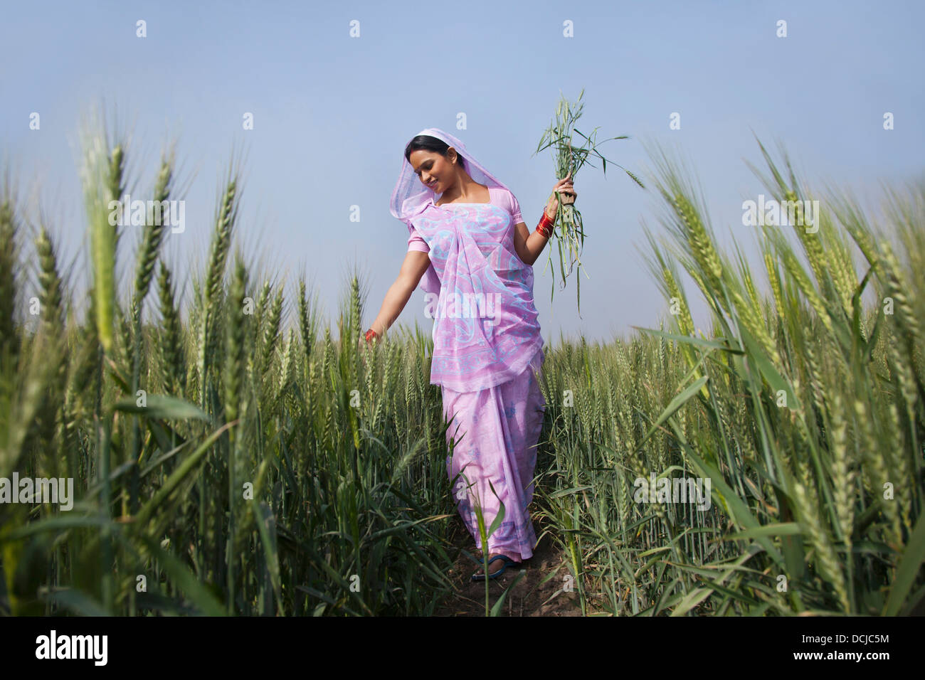 An Indian female farm worker walking through wheat field Stock Photo ...