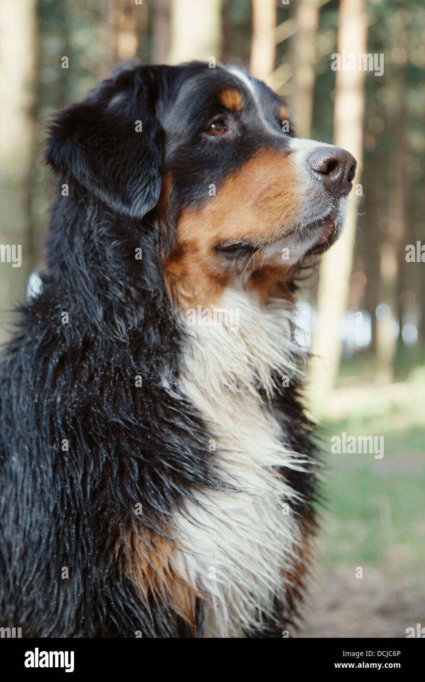 Bernese hound hi-res stock photography and images - Alamy