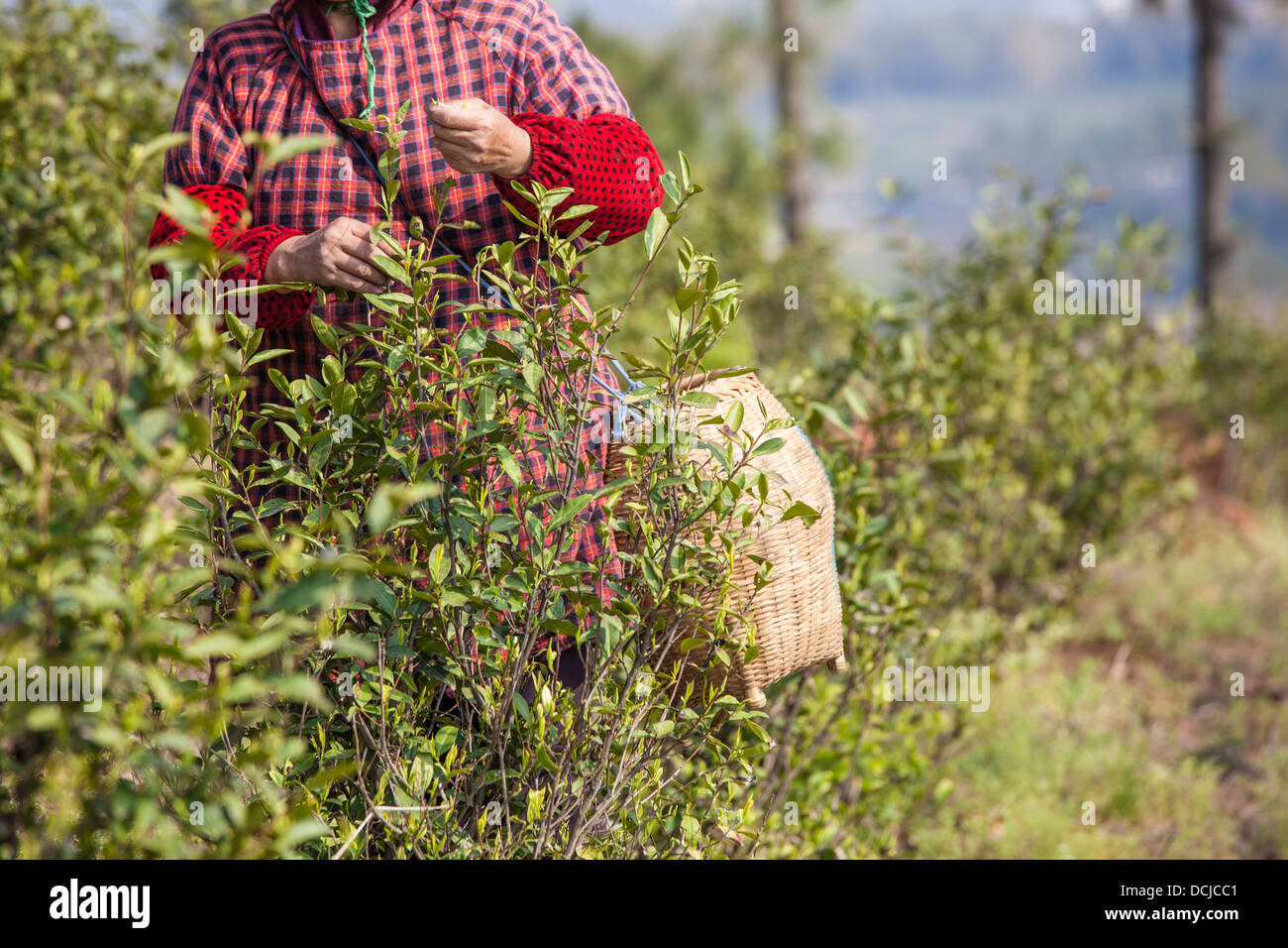 female workers are careful picking tea in the tea garden Stock Photo ...