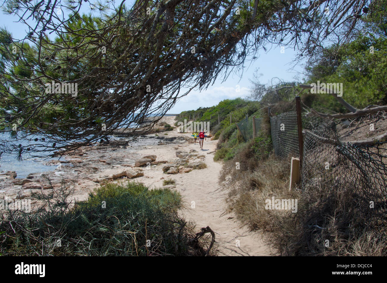 sand way in a pine tree frame at a beach Stock Photo - Alamy