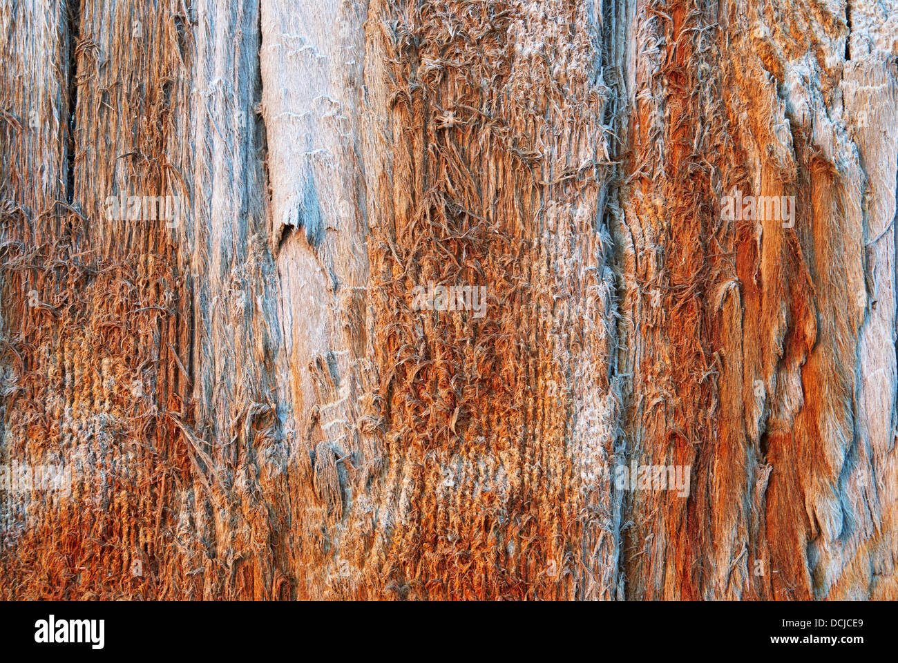 Oak wood in water hi-res stock photography and images - Alamy