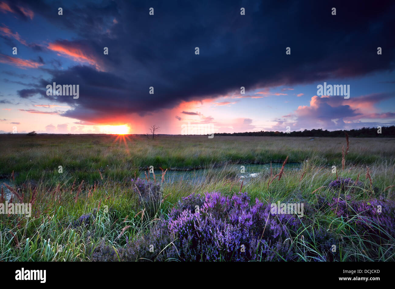 sunset sunbeams over swamp with heatherbefore storm Stock Photo - Alamy
