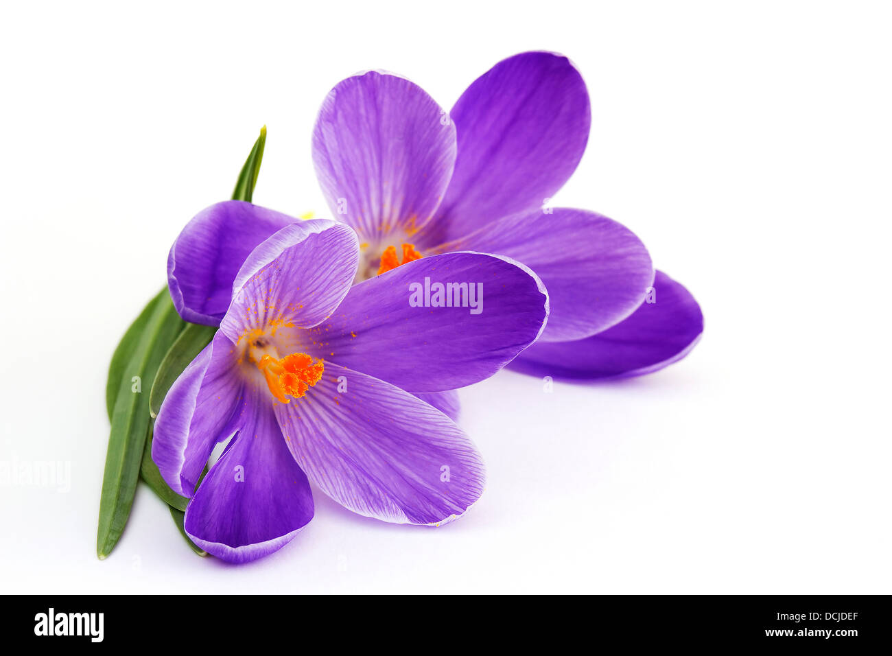 Blue ground flowers Cut Out Stock Images & Pictures - Alamy