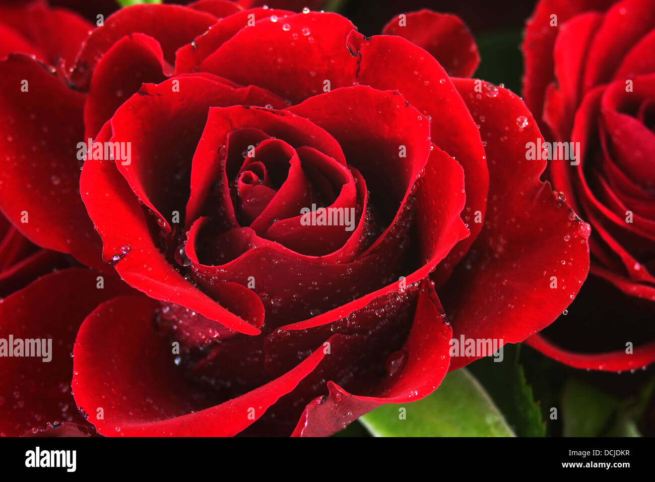 Rose birth hi-res stock photography and images - Alamy