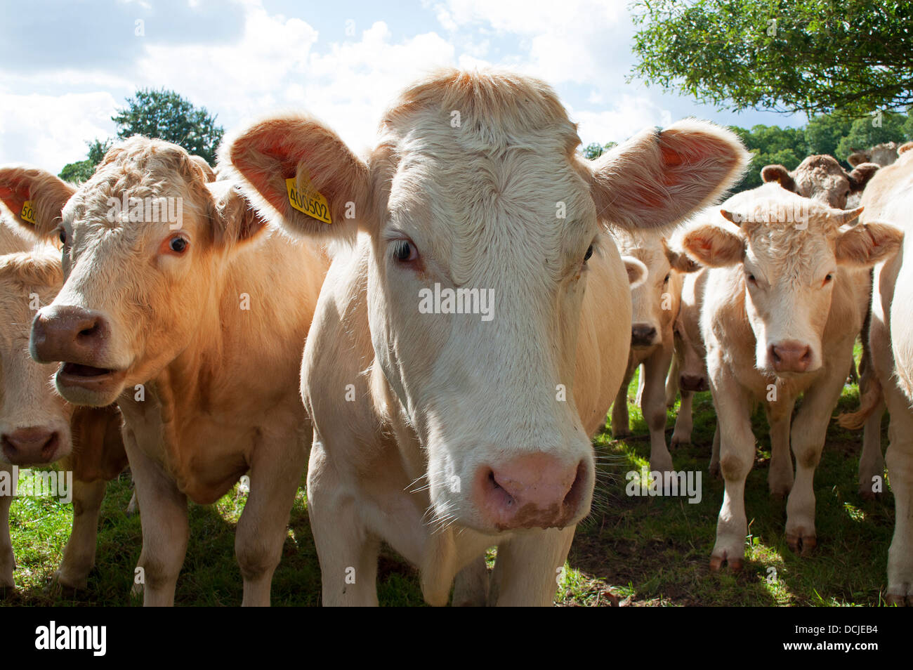 Charolais cows hi-res stock photography and images - Alamy