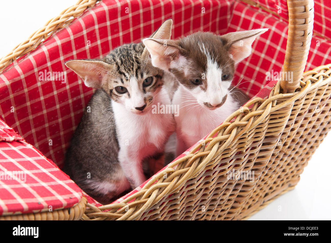 Little cats hiding in hi-res stock photography and images - Alamy