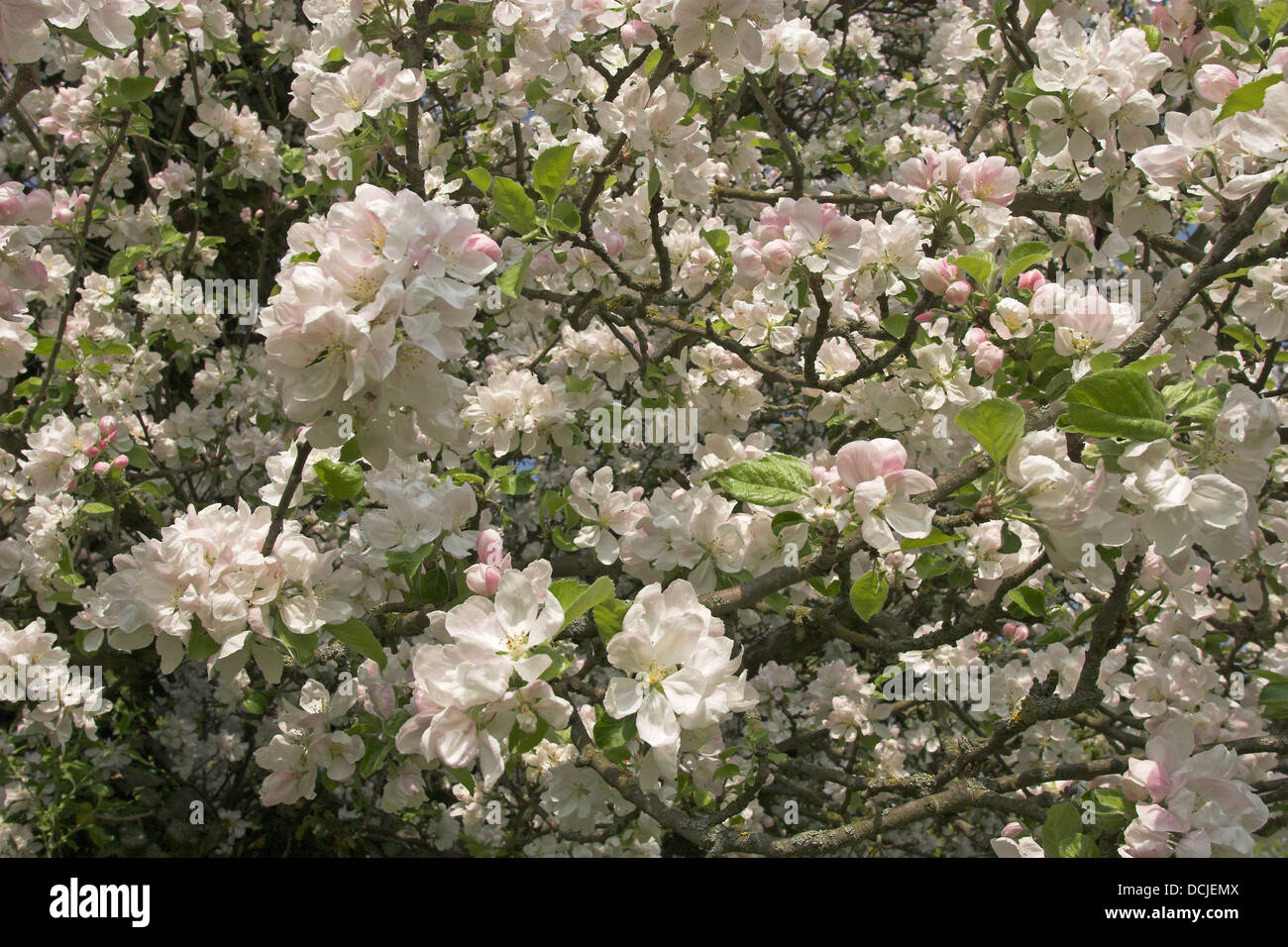 Apple, fruit tree, fruit-bearing tree, Kultur-Apfel, Apfelbaum, Obst ...