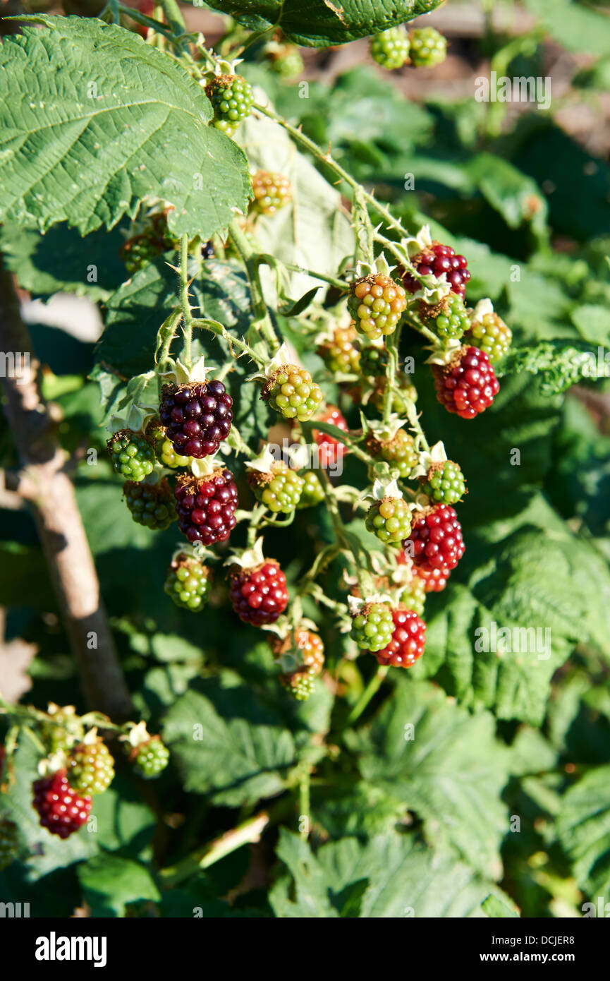 Raspberries in Vegetable Patch, England, UK Stock Photo - Alamy