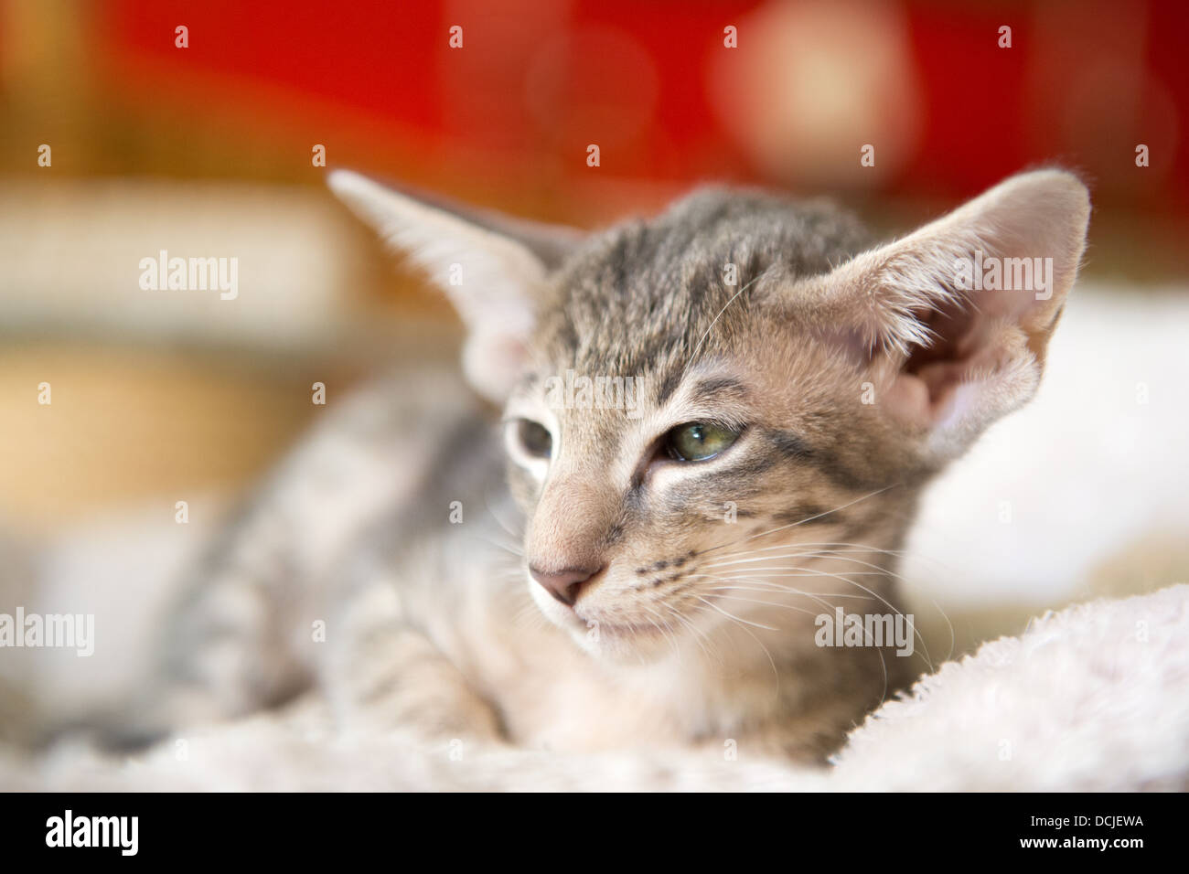 Little tabby siamese kitten with red background Stock Photo - Alamy