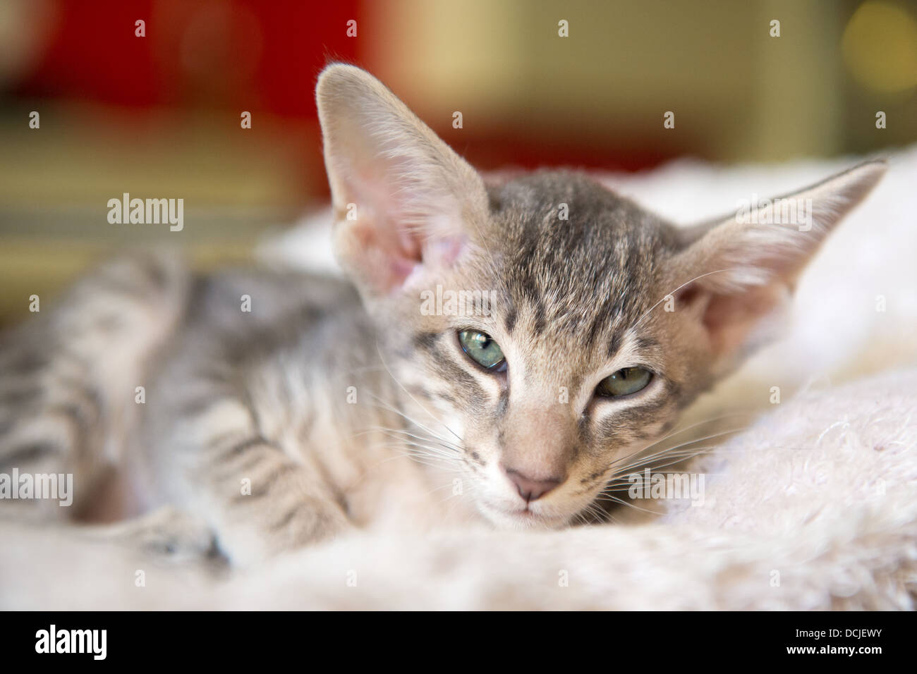 Little tabby siamese kitten with red background Stock Photo - Alamy