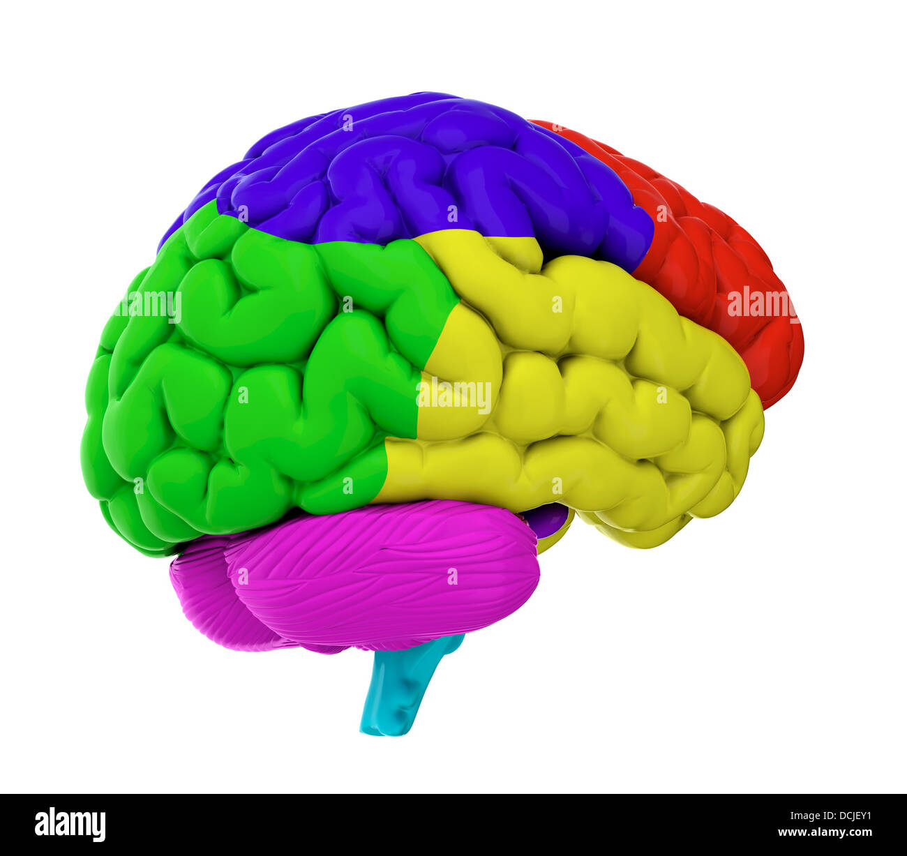 3d render of brain on white background Stock Photo - Alamy