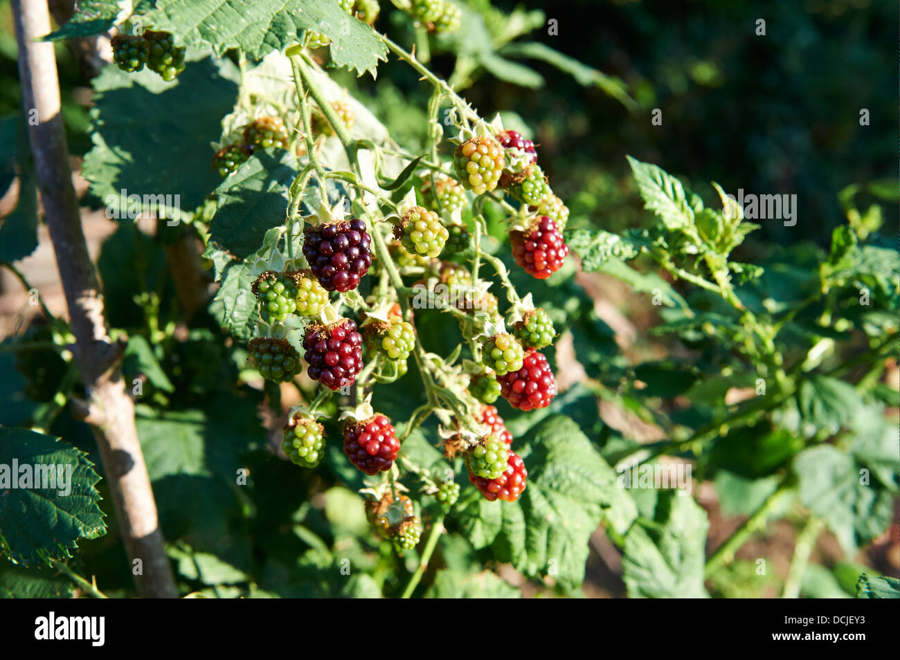 Fruit vegetable patch garden hi-res stock photography and images - Alamy