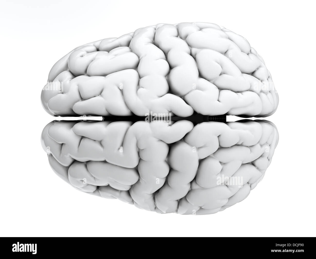 3d render of brain on white background Stock Photo - Alamy