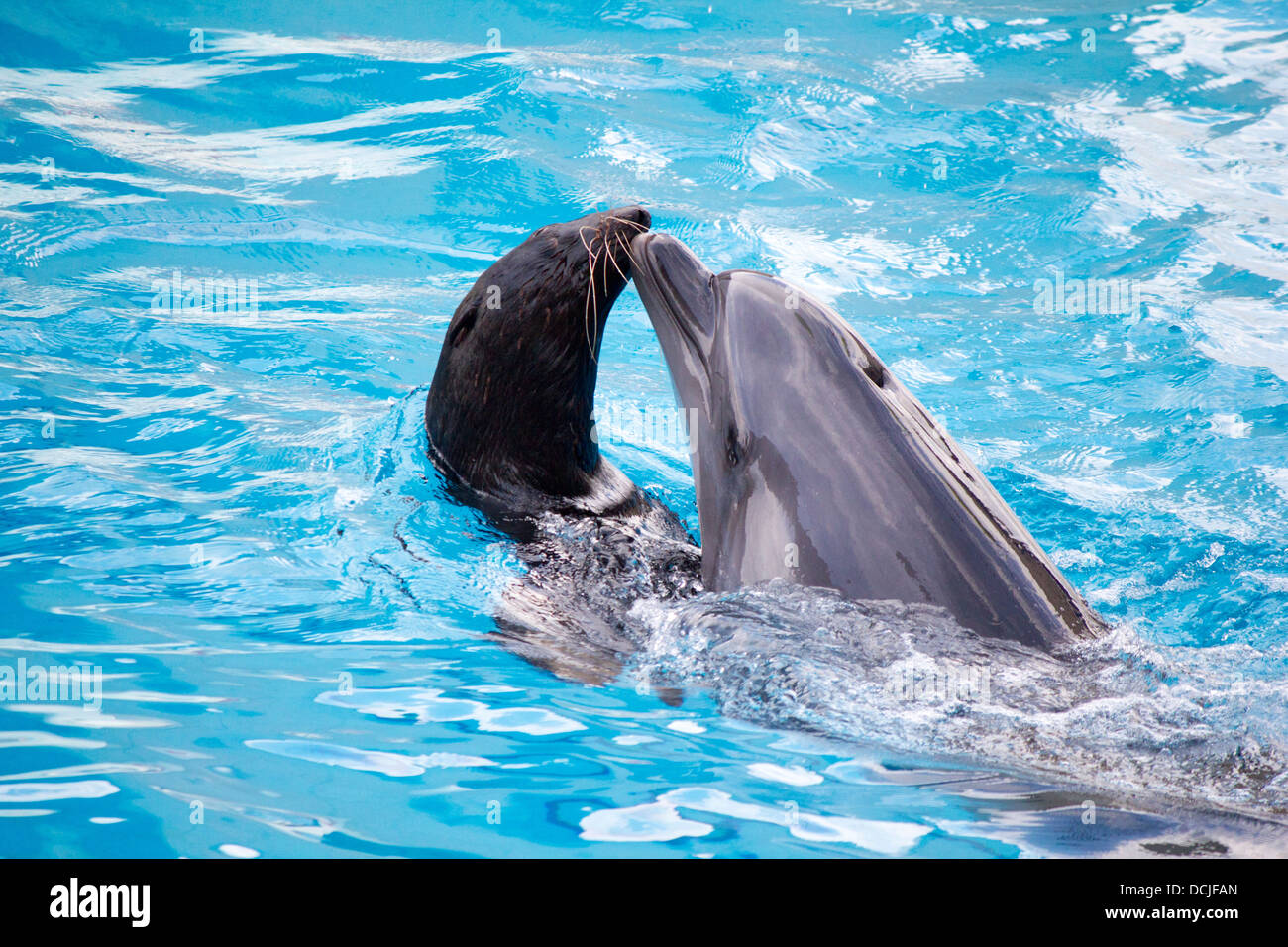 Seal and dolphin dance in water Stock Photo - Alamy