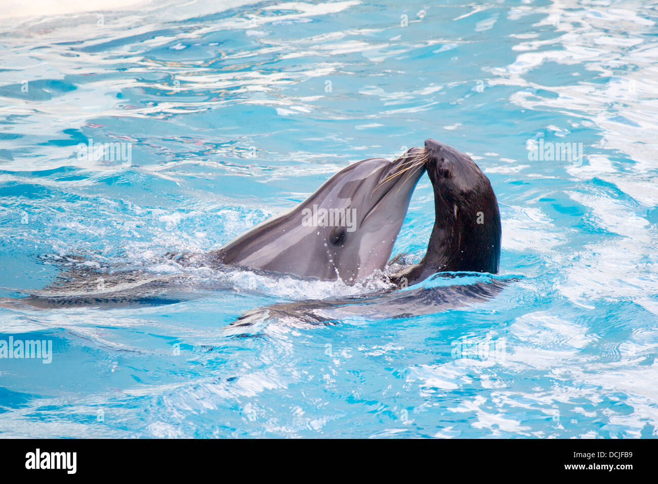 Seal and dolphin dance in water Stock Photo - Alamy