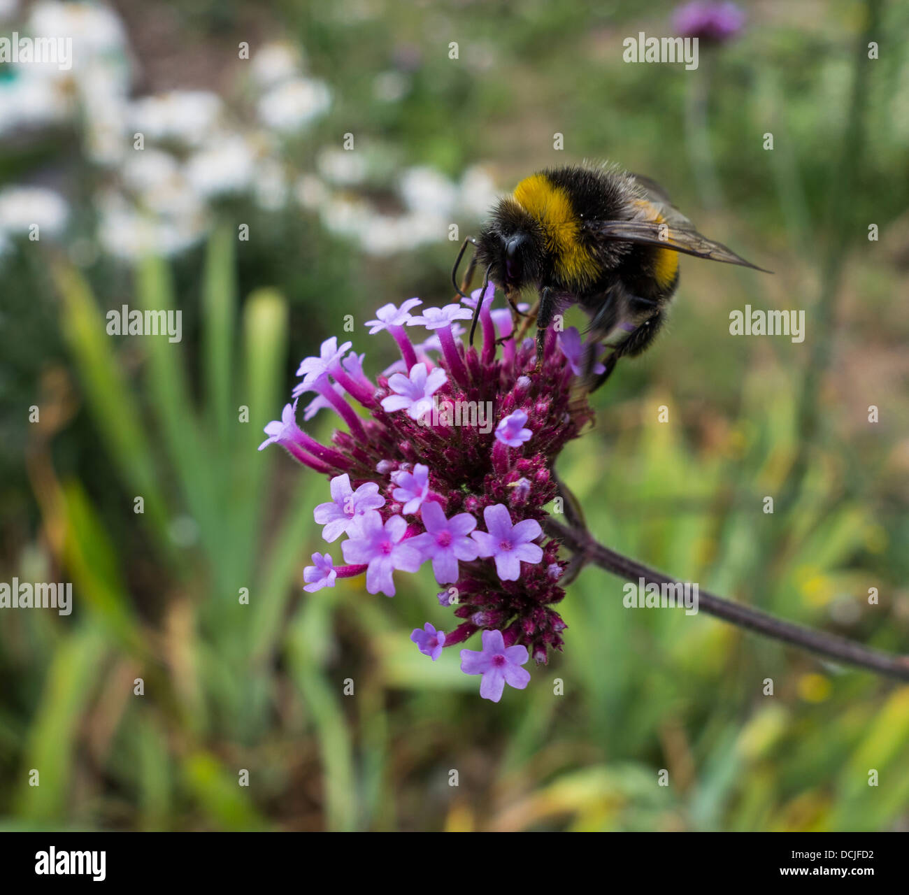 Bumble bee and flower hi-res stock photography and images - Alamy