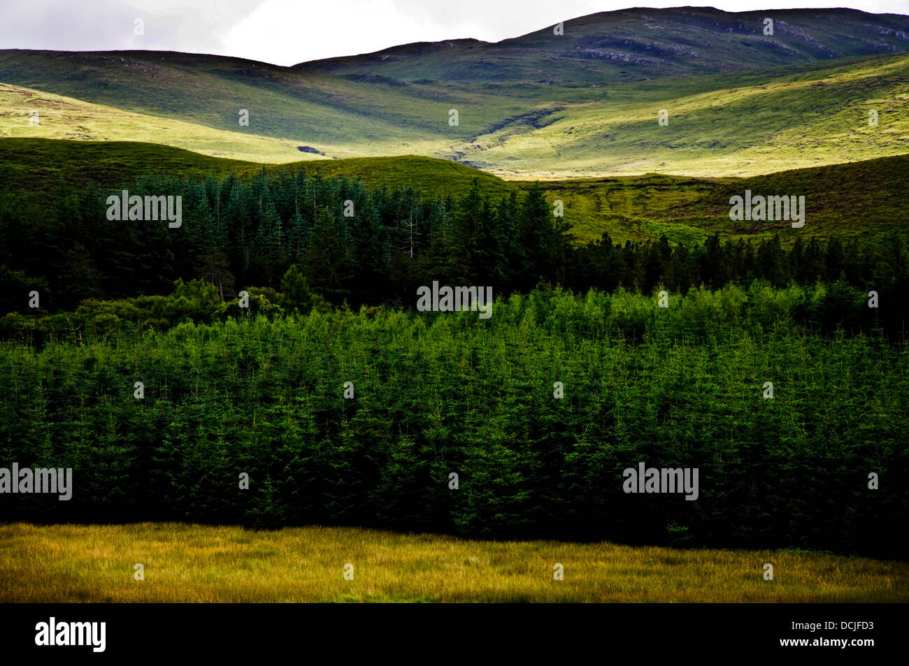 Sustainable forestry resources hi-res stock photography and images - Alamy