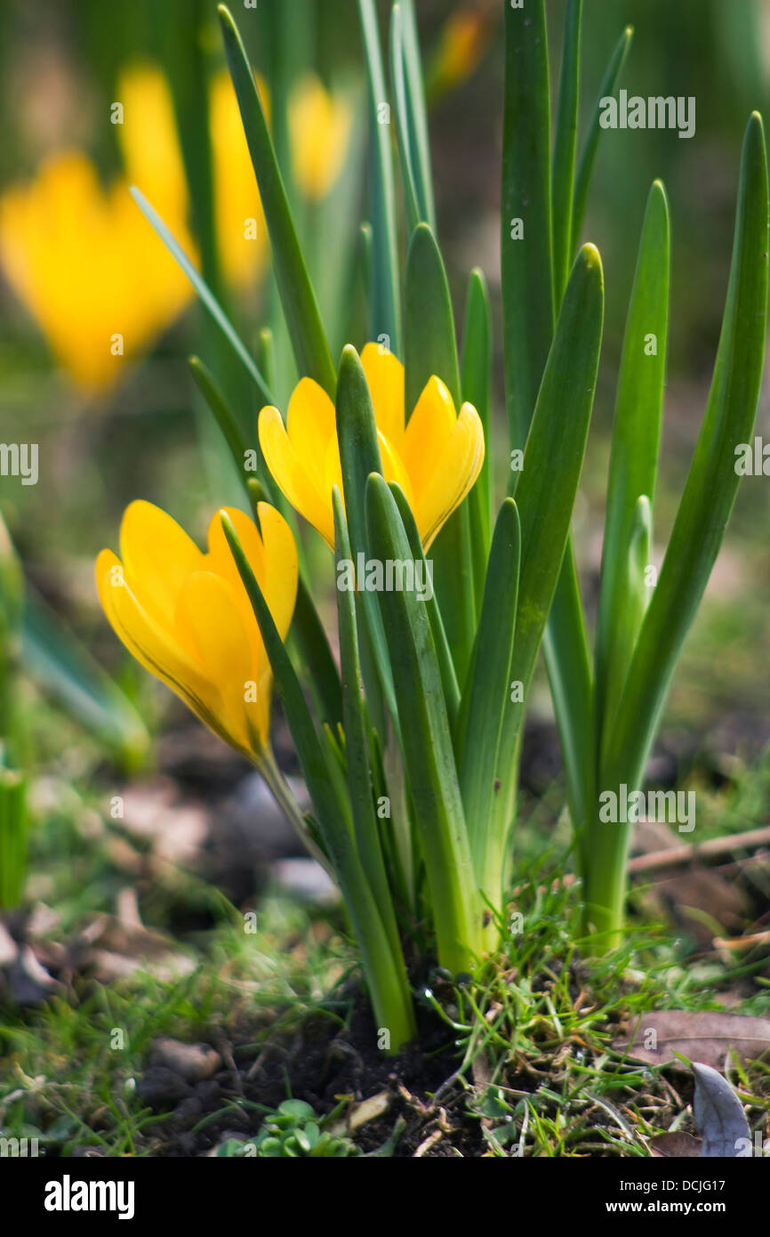 yellow crocus flowers in spring Stock Photo - Alamy