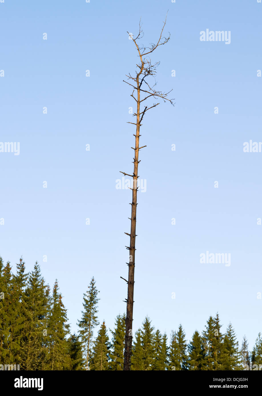 One single dead tree Stock Photo - Alamy