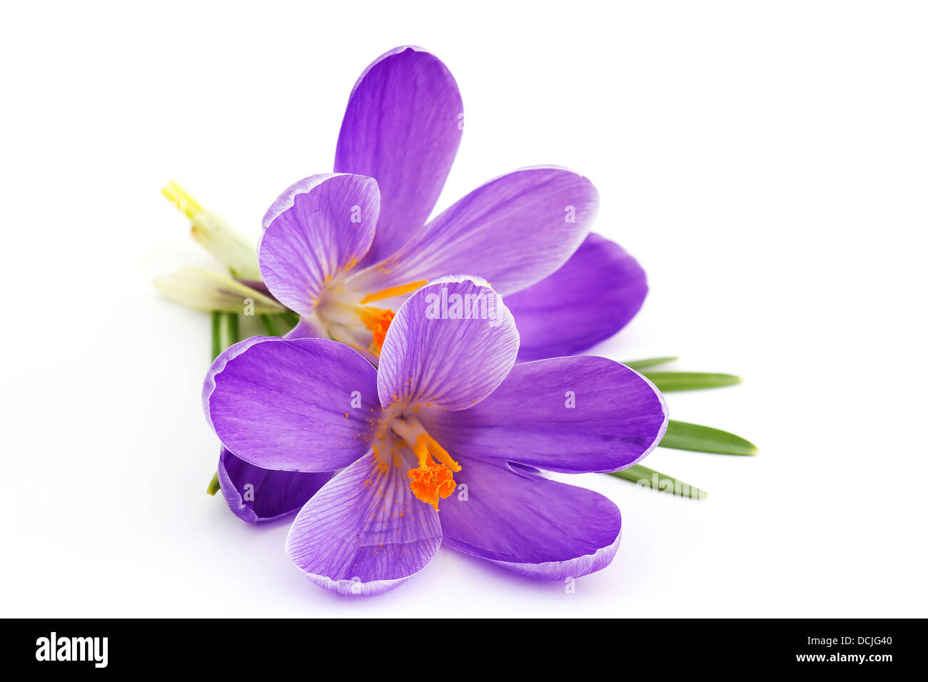 Blue ground flowers Cut Out Stock Images & Pictures - Alamy