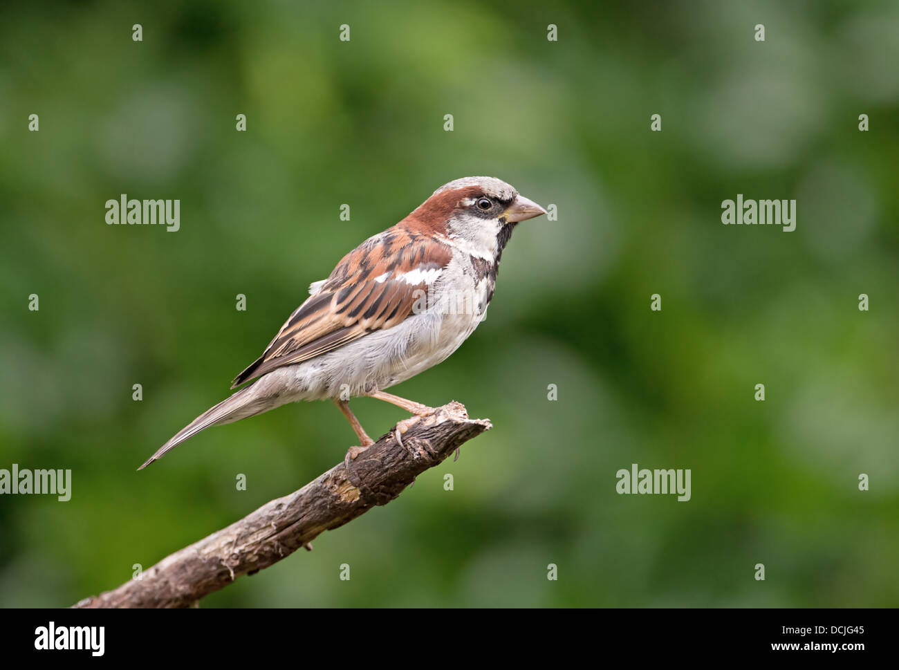 Male House Sparrow, Passer domesticus. Summer. Uk Stock Photo - Alamy