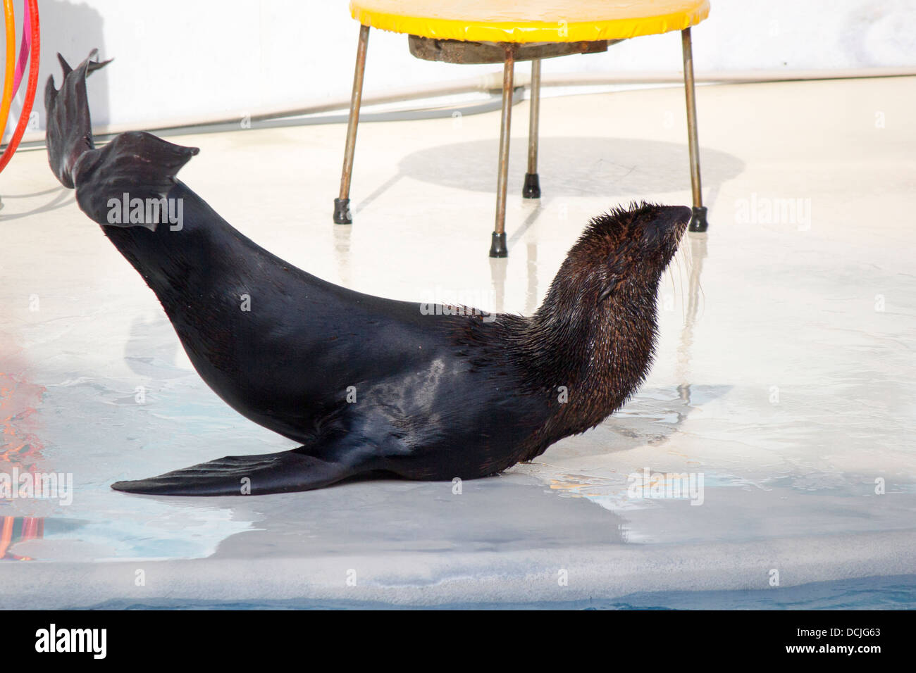 Seal posing hi-res stock photography and images - Alamy